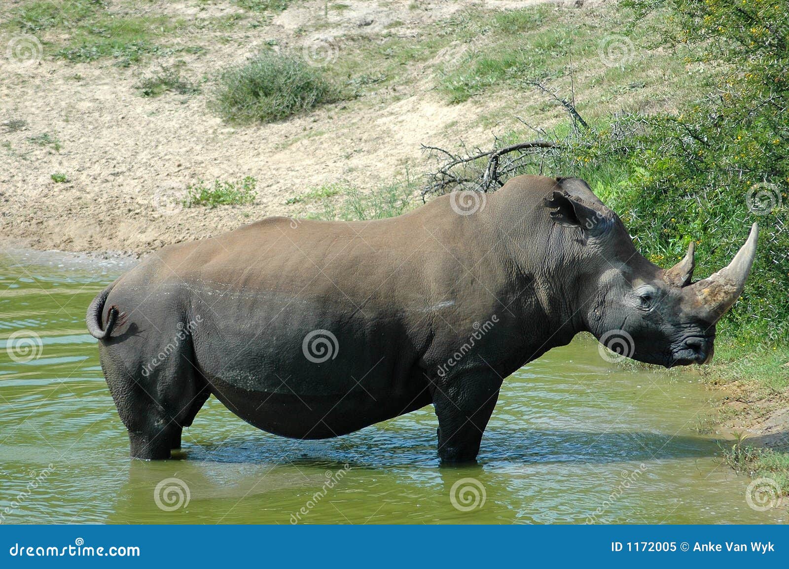 Rinoceronte immagine stock. Immagine di vitello, alimento - 1172005