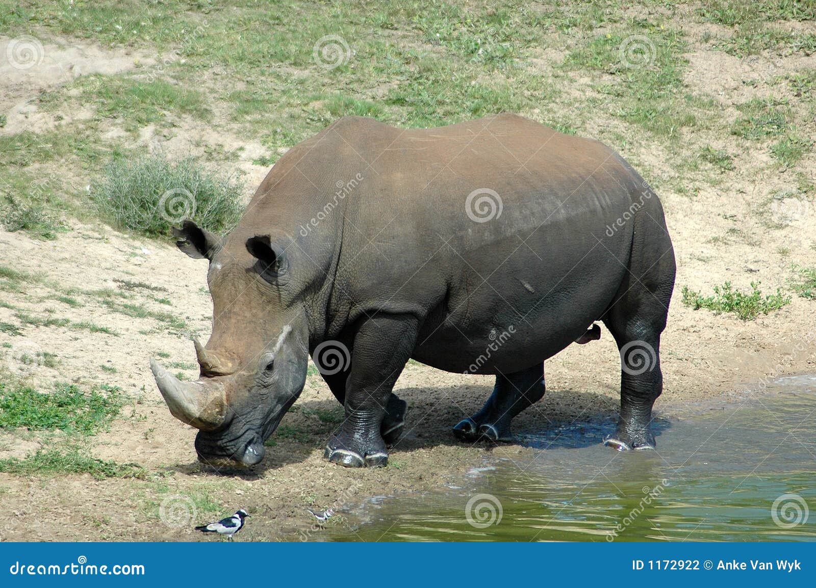 Rinoceronte foto de archivo. Imagen de africano, kruger - 1172922