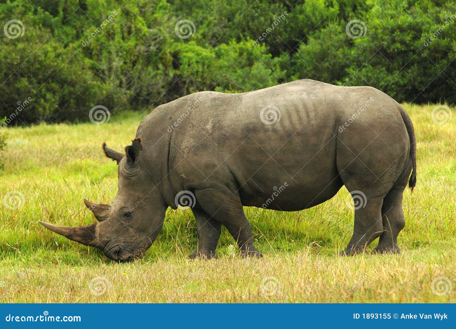 Rinoceronte immagine stock. Immagine di naturalizzato - 1893155