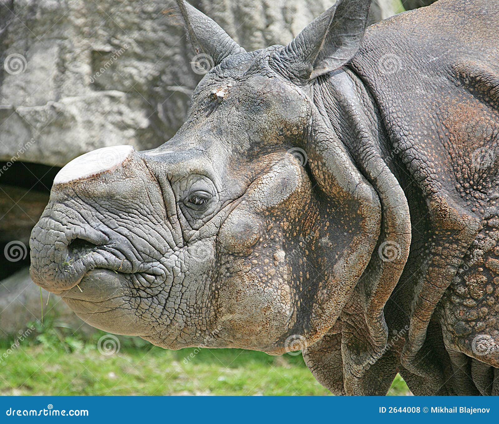 Rinoceronte 7 fotografia stock. Immagine di zoologia, specie - 2644008
