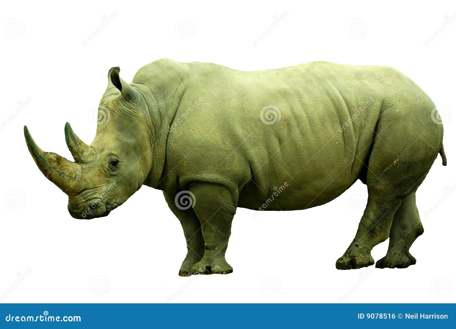 Rinoceronte fotografia stock. Immagine di lato, africa - 9078516