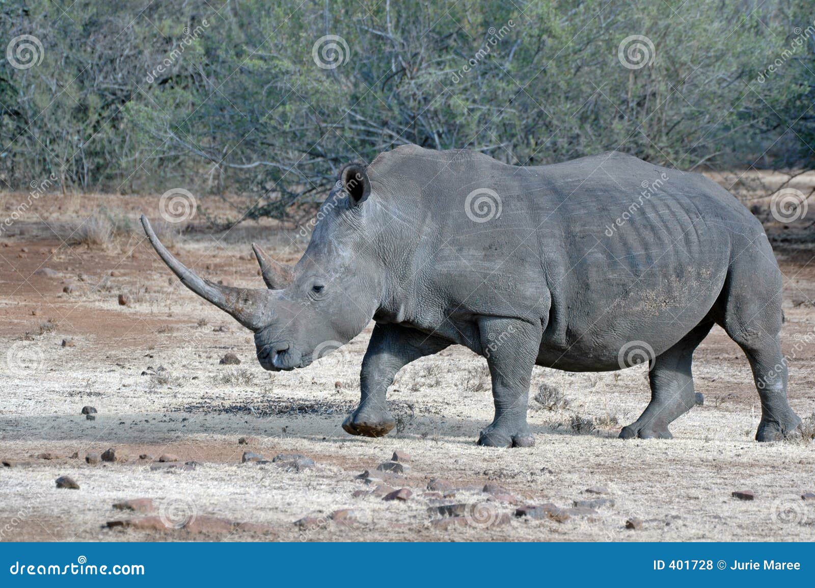 Rinoceronte Bianco Magnifico. Fotografia Stock - Immagine di corno ...