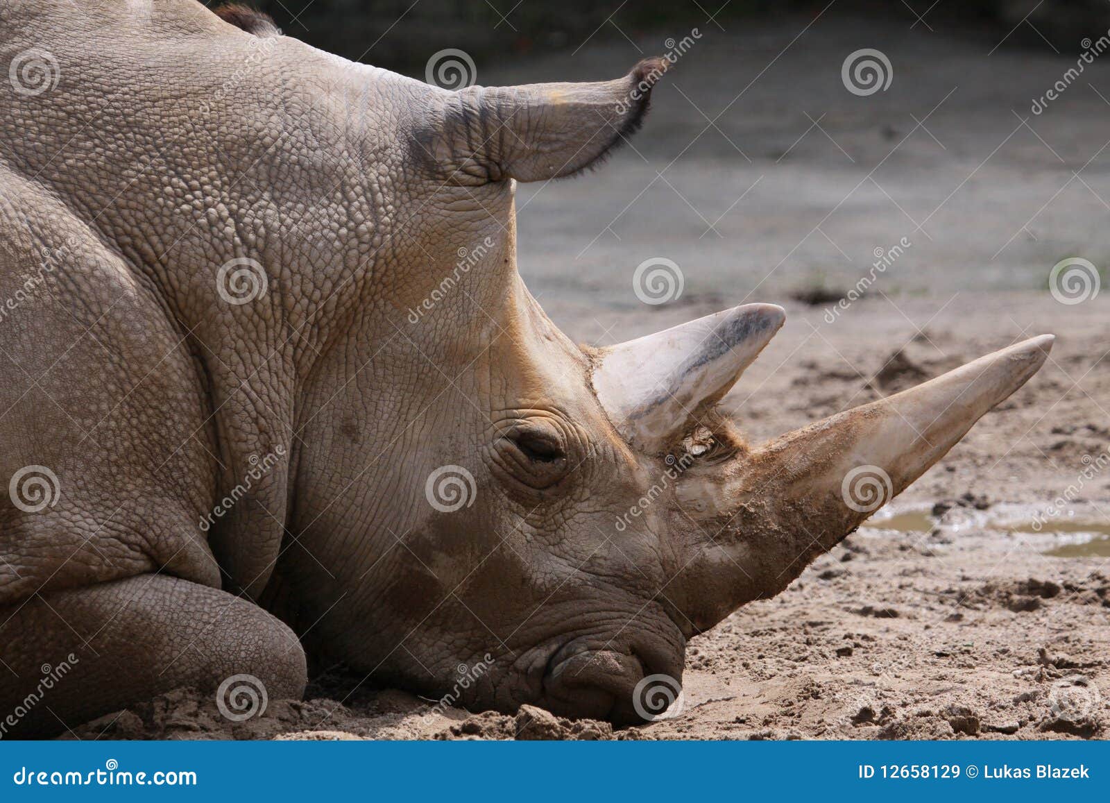 Rinoceronte blanco imagen de archivo. Imagen de boca - 12658129