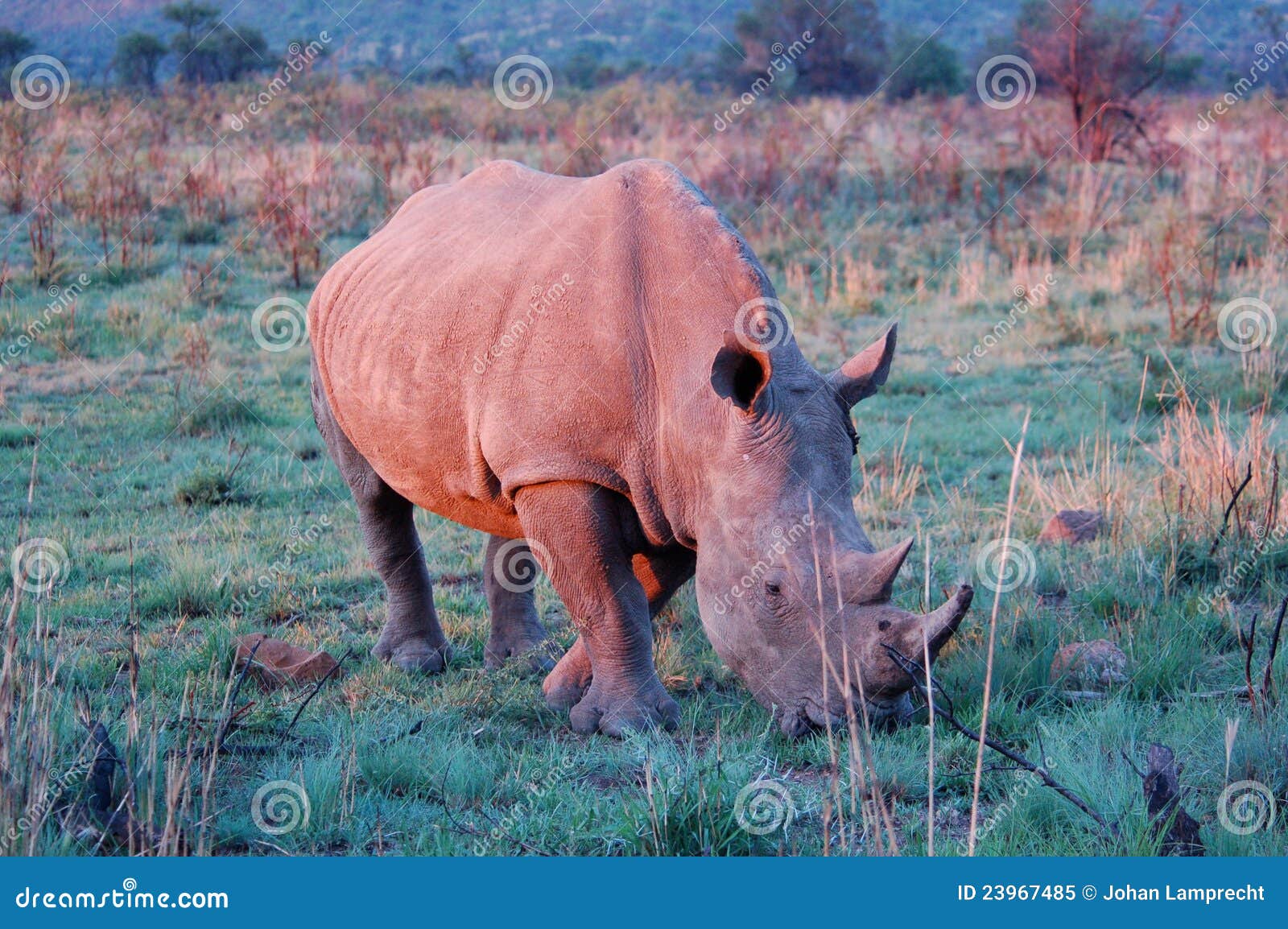 Rinoceronte Blanco En Color De Rosa Imagen de archivo - Imagen de pasto ...