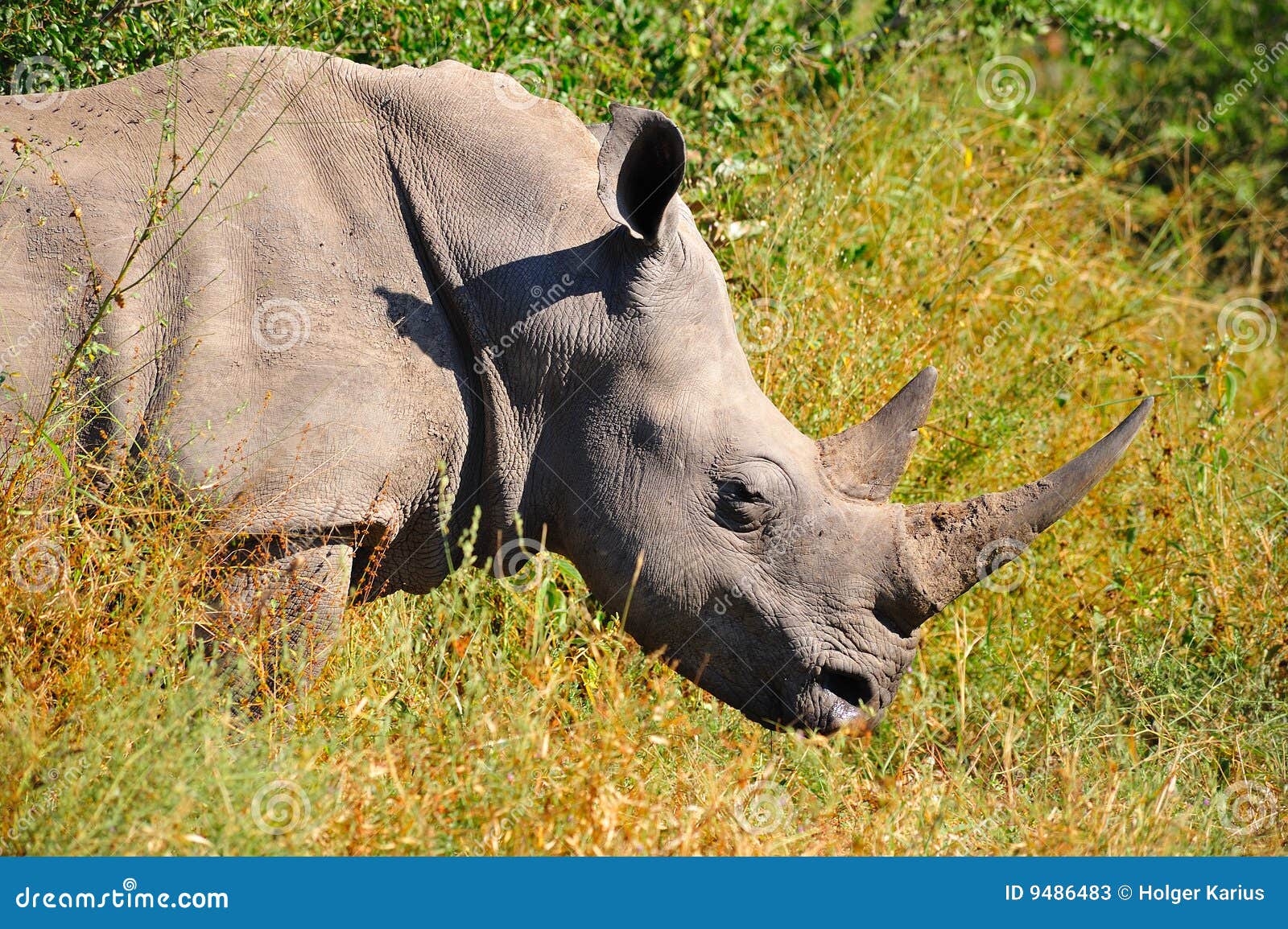 Rinoceronte Blanco (simum Del Ceratotherium) Imagen. Imagen: 9486483