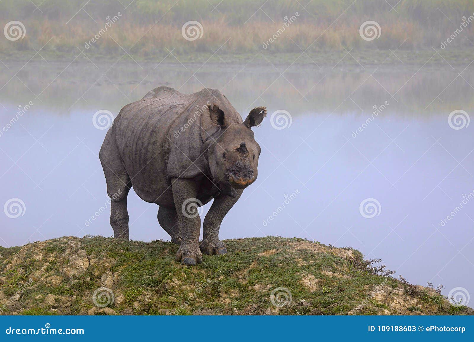 Rinoceronte Cornuto Dell'indiano Uno, Unicornis Del Rinoceronte ...