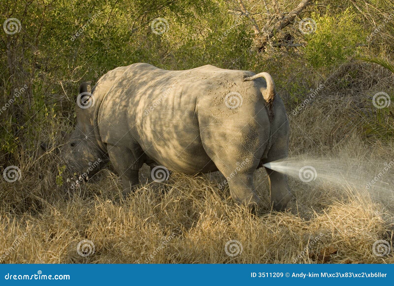 Rinoceronte de la marca imagen de archivo. Imagen de hierba - 3511209