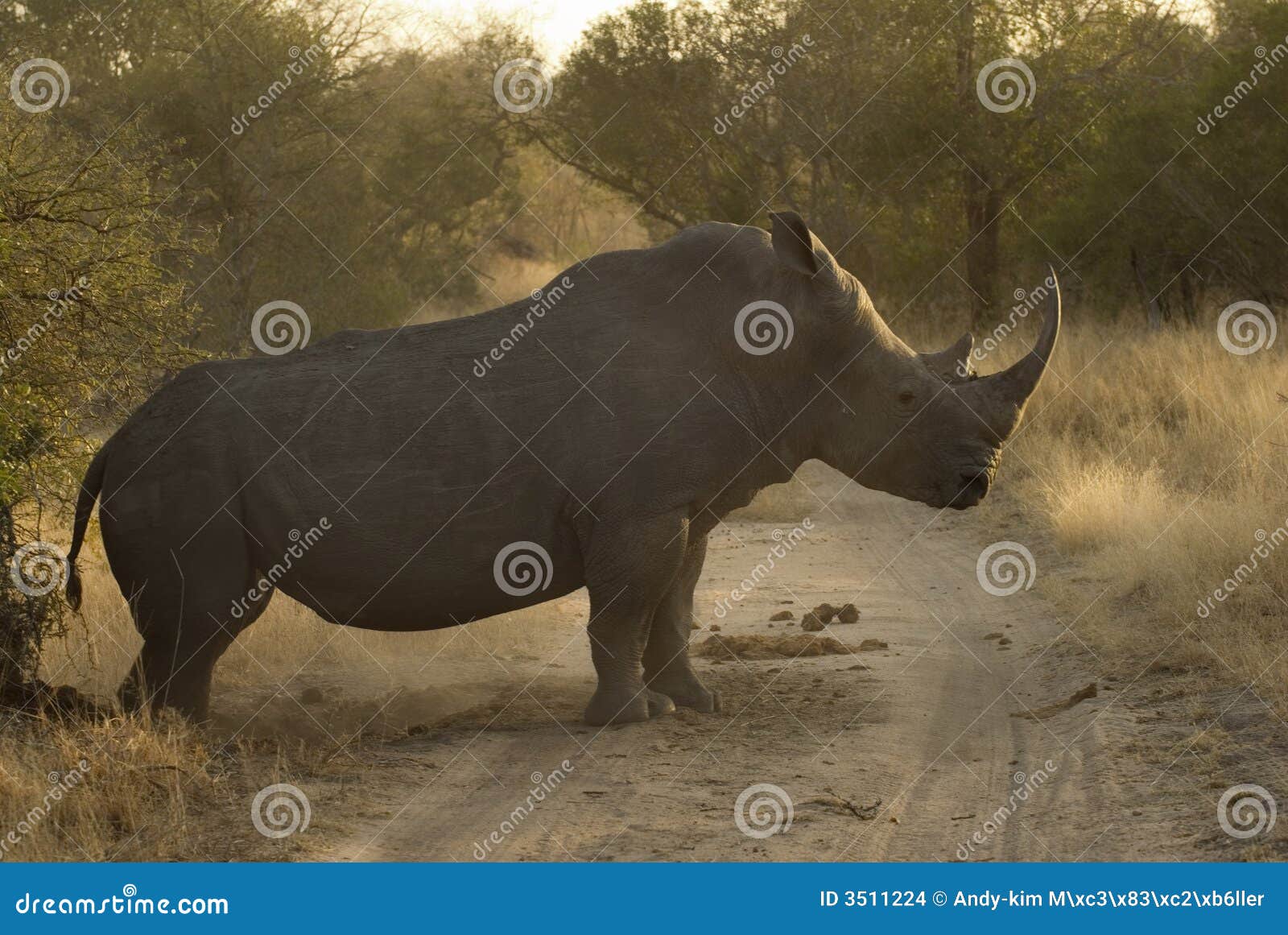 Rinoceronte de la marca foto de archivo. Imagen de grande - 3511224