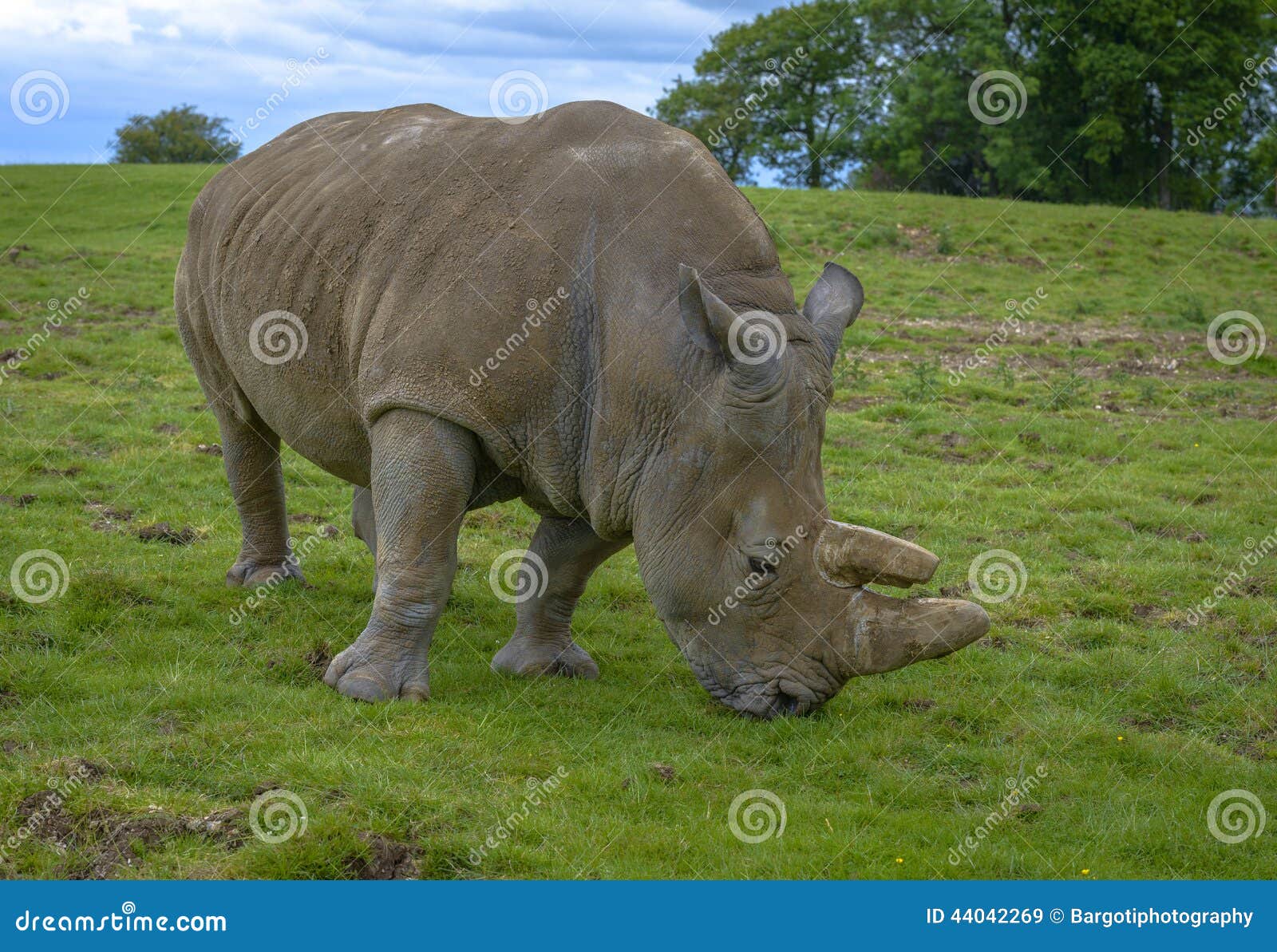 Rinoceronte Dos-de cuernos imagen de archivo. Imagen de africano - 44042269