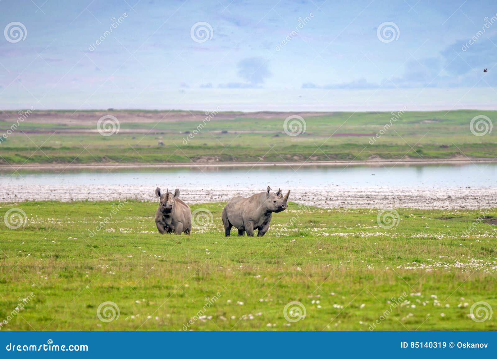 Rinoceronte Negro En Peligro Imagen de archivo - Imagen de abierto ...