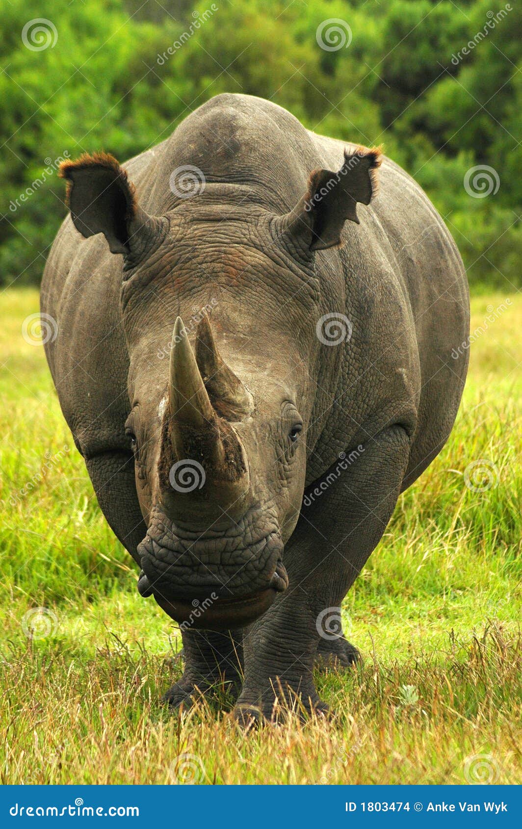 Rinoceronte - rinoceronte foto de archivo. Imagen de frontal - 1803474