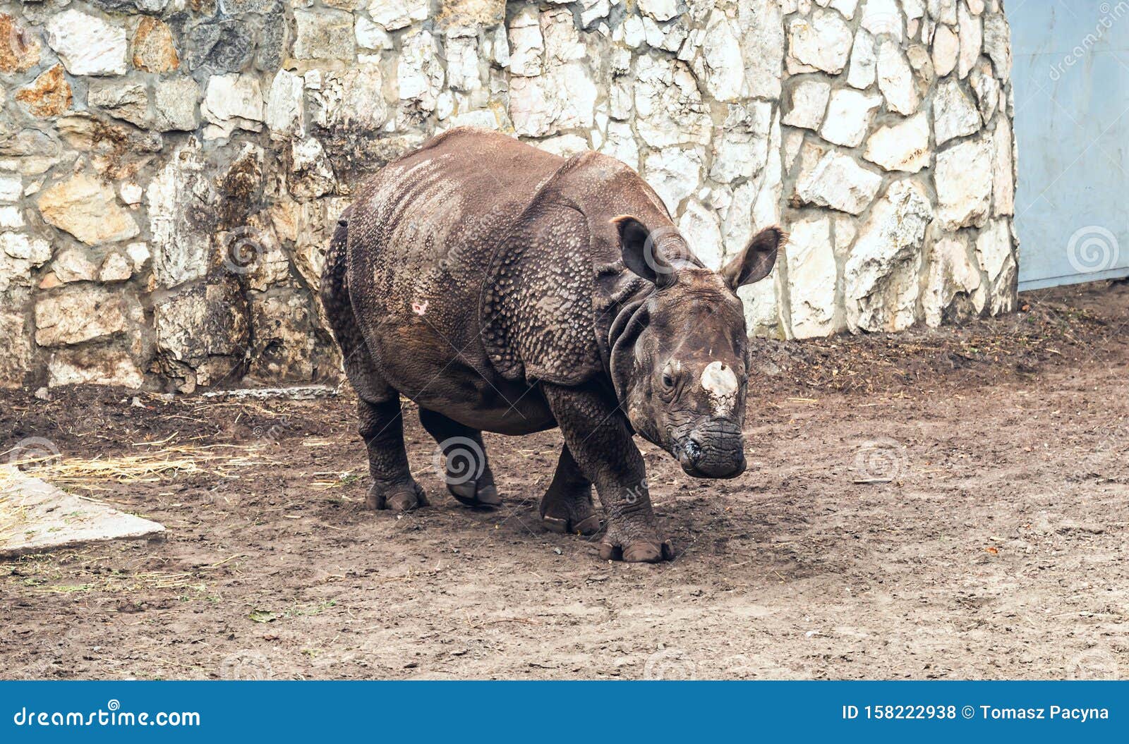 Rinoceronte Velho Sem Chifre Foto de Stock - Imagem de turismo, chifre ...
