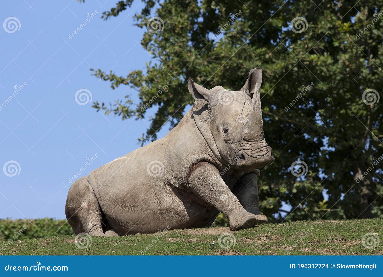 Rinocerontes Blancos, Ceratotherio Simum Foto de archivo - Imagen de ... Rinocerontes Blancos, Ceratotherio Simum Foto de archivo - Imagen de ...