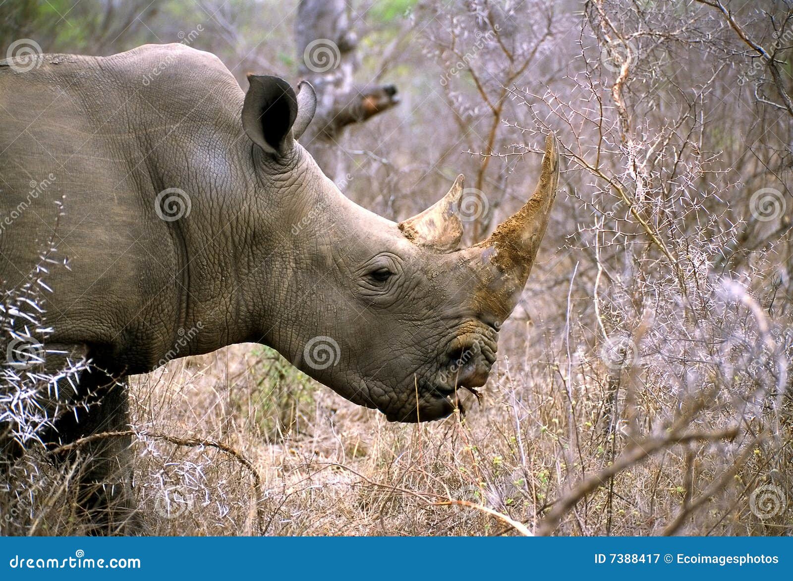 Rinoceros stock afbeelding. Image of dier, doorn, vijf - 7388417