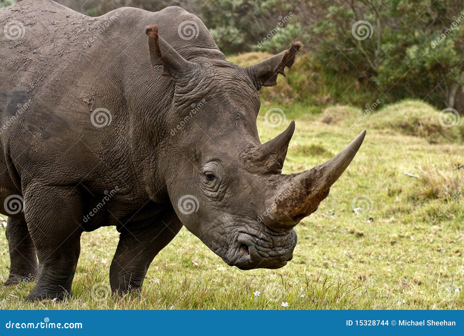Rinoceros male profile stock photo. Image of profile - 15328744