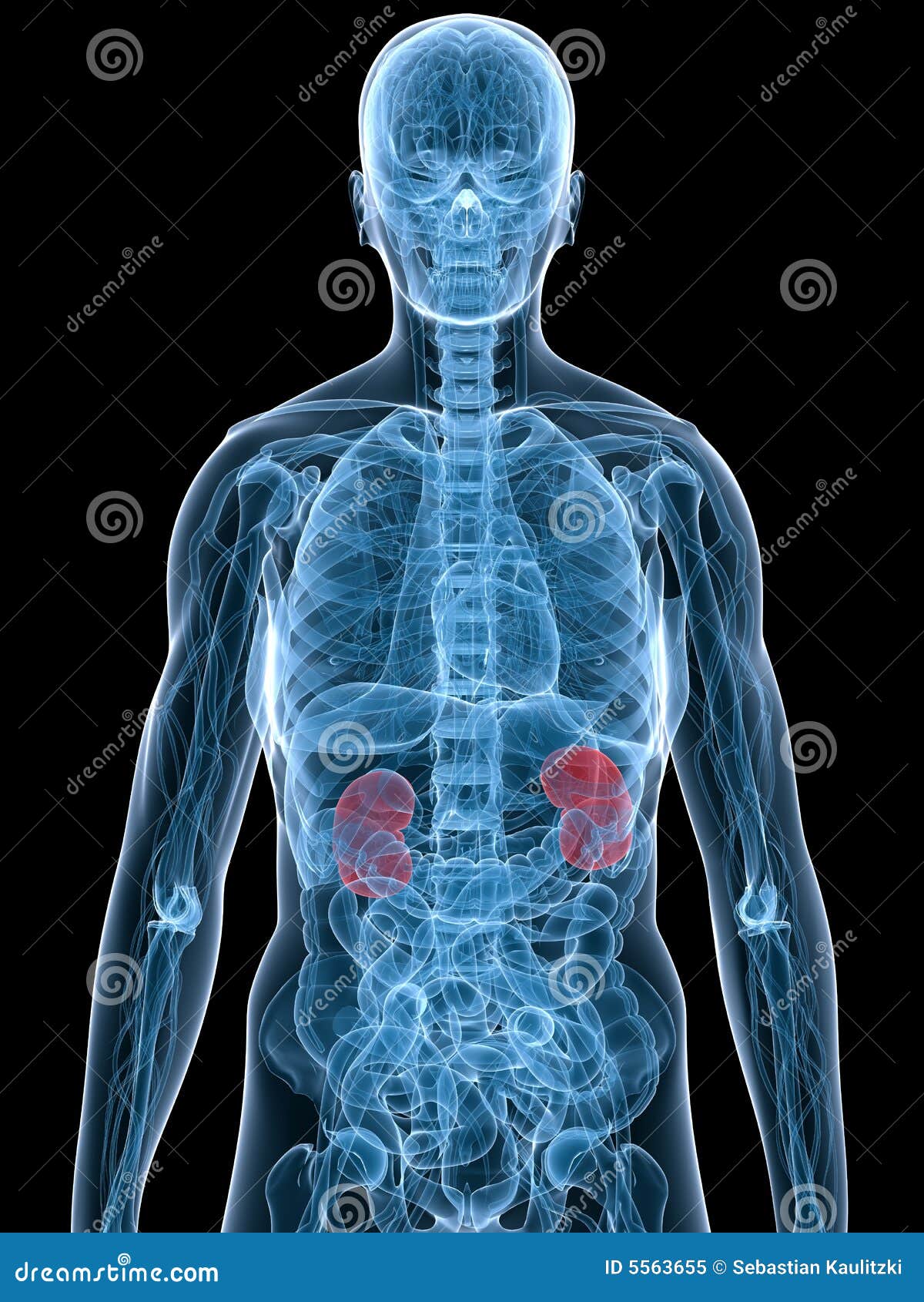 Rins destacados ilustração stock. Ilustração de corpo - 5563655