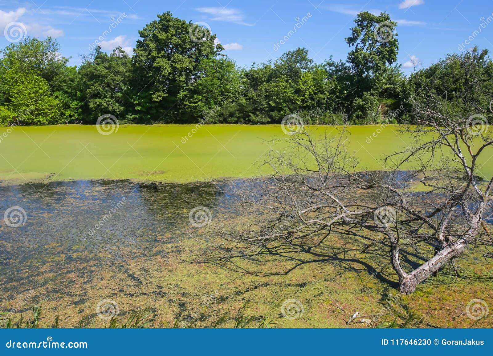 Rio Bosut em Vinkovci foto de stock. Imagem de ecologia - 117646230