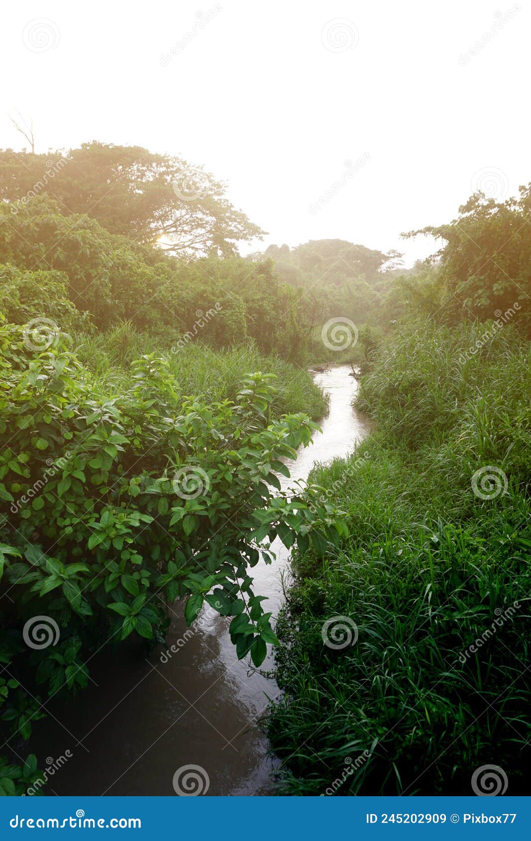 Rio Com Floresta E Luz Solar Imagem de Stock - Imagem de fundo ...
