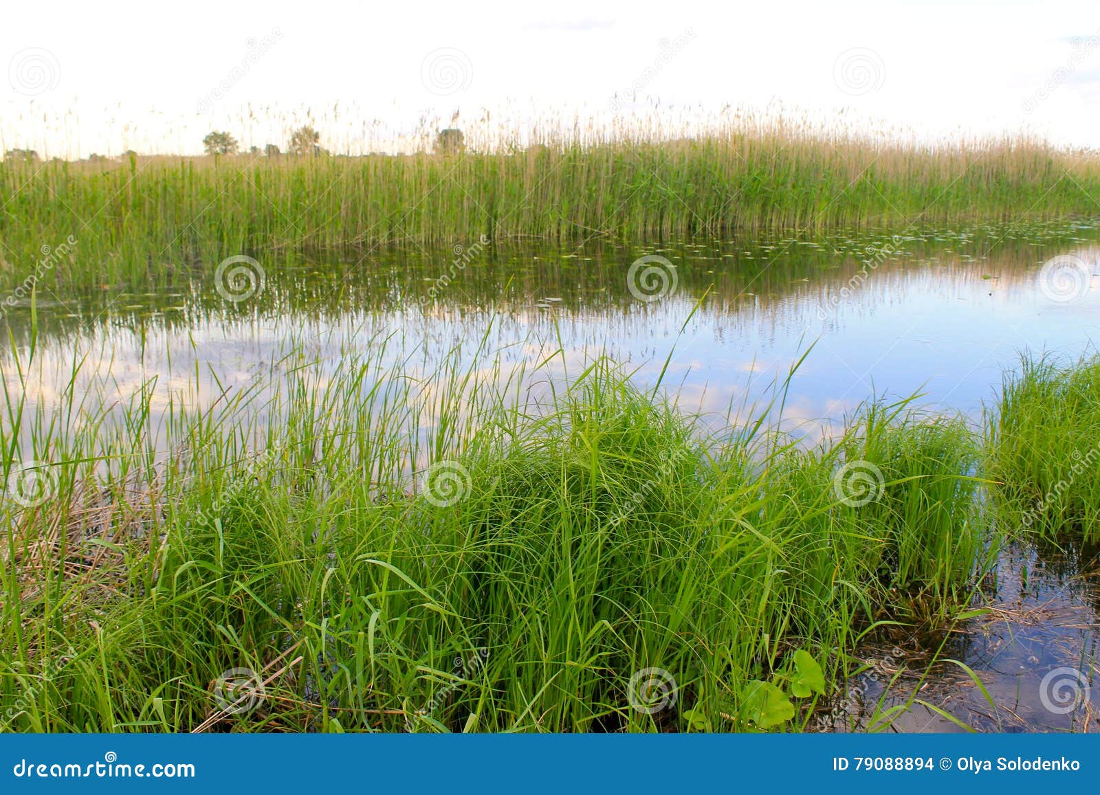 Rio com os juncos na costa foto de stock. Imagem de costa - 79088894