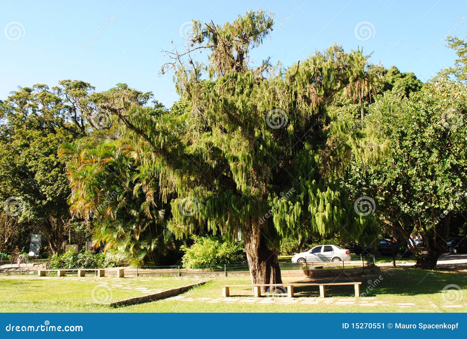 Rio De Janeiro - Fauna Y Flora (2) Imagen de archivo - Imagen de fauna ...