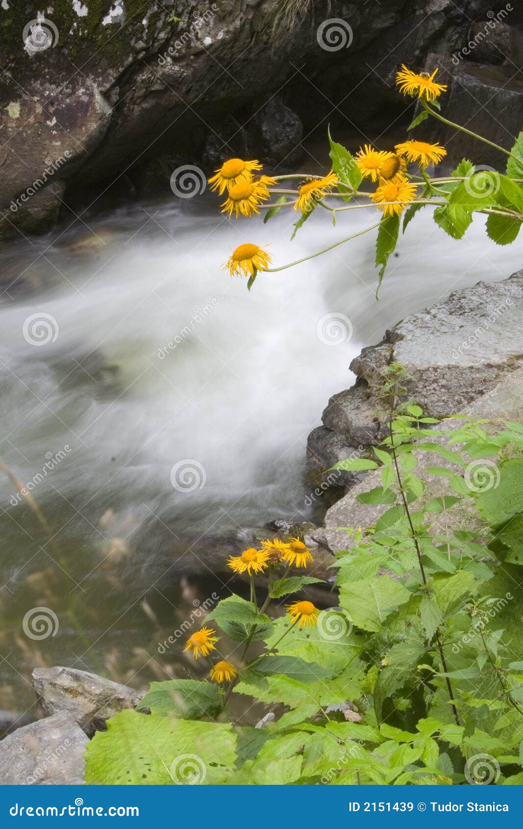 Rio e flores amarelas imagem de stock. Imagem de flor - 2151439