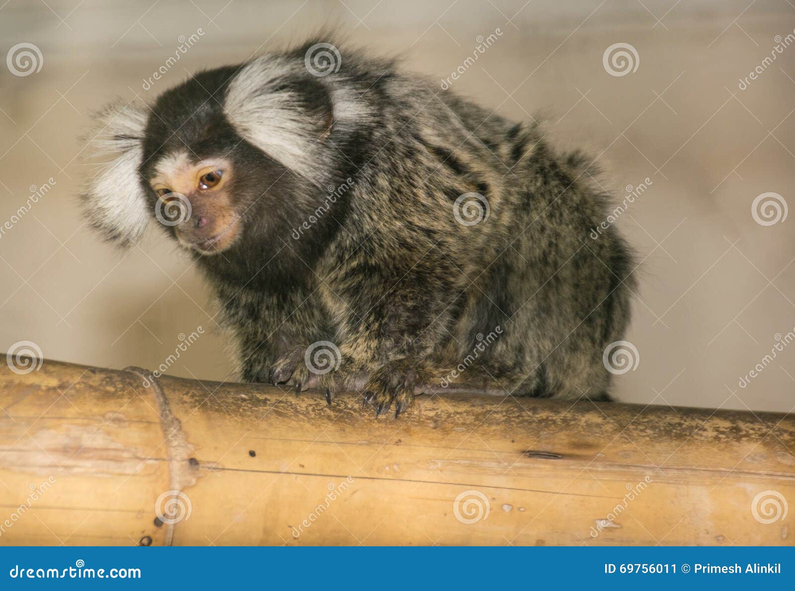 Rio monkey stock image. Image of monkey, national, finest - 69756011