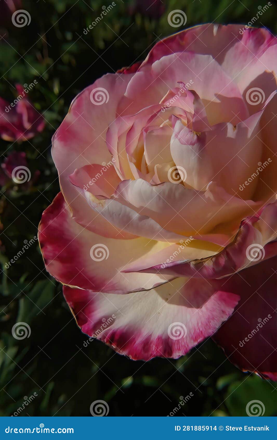 Rio Samba rose in Seattle stock photo. Image of samba - 281885914