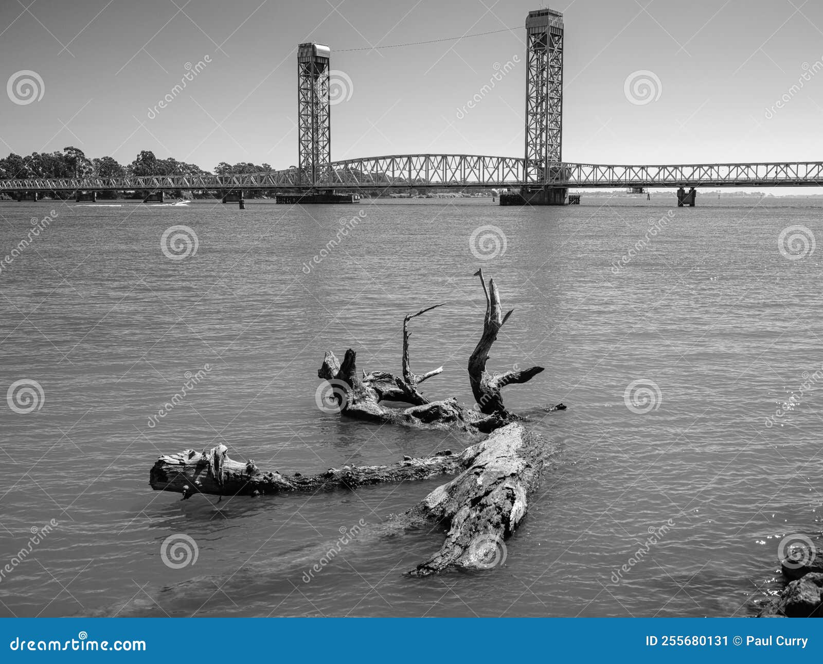 Rio Vista Bridge and Tree Drift Stock Image - Image of driftwood ...