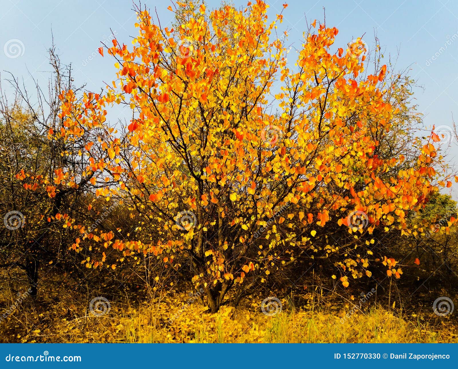 A riot of colors stock photo. Image of golden, riot - 152770330