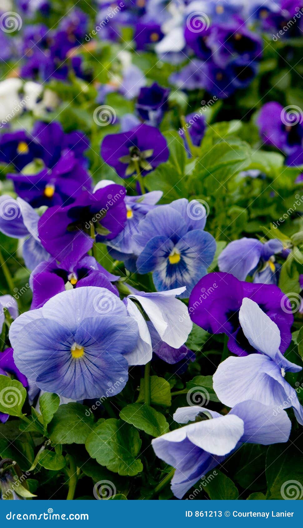 Riot of Violet stock image. Image of summer, pollen, yellow - 861213