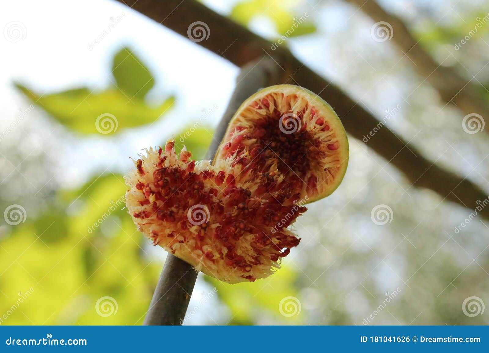 Rip Fig Stock Photos - Free & Royalty-Free Stock Photos from Dreamstime