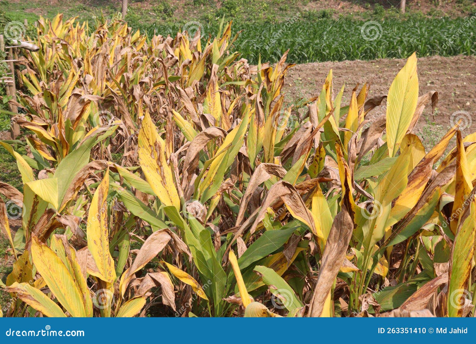 Rip Turmeric Tree Farm for Spice Harvest Stock Photo - Image of asia ...