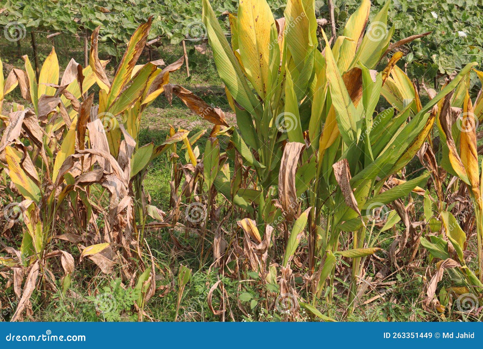 Rip Turmeric Tree Farm for Spice Harvest Stock Image - Image of favor ...
