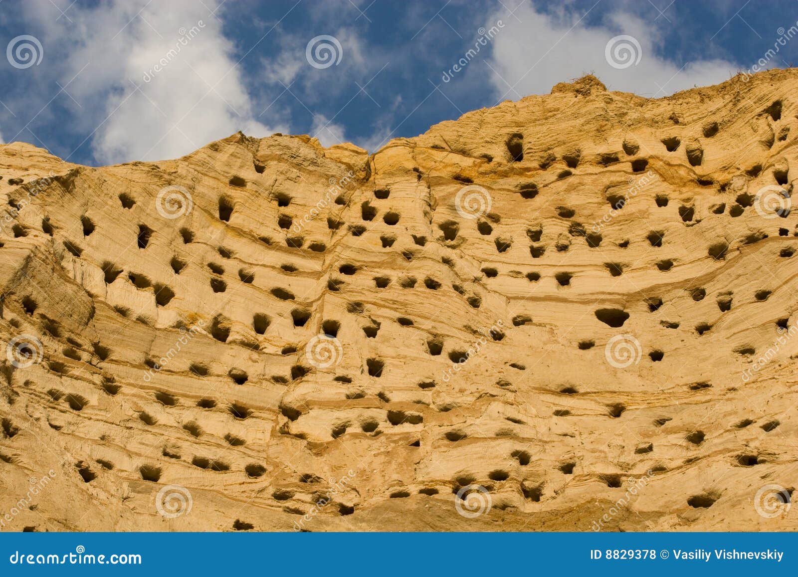 Riparia Riparia, Sand Martin Stock Photo - Image of aves, sand: 8829378