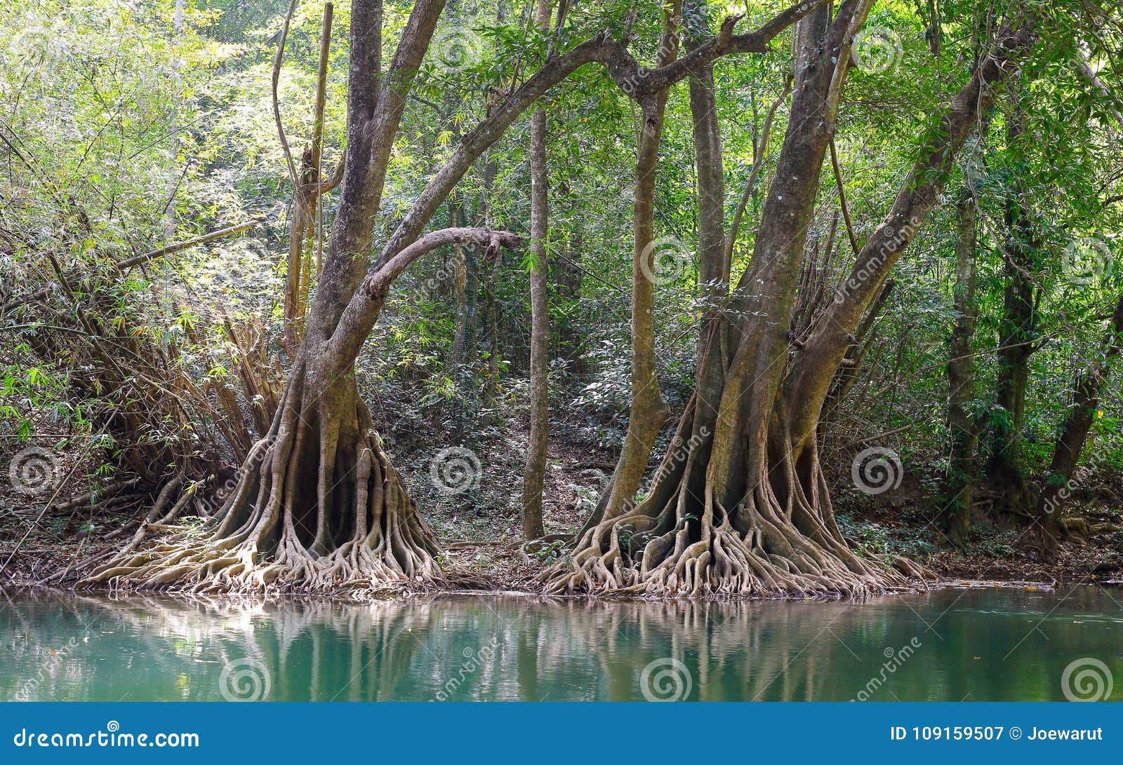 Riparian forest stock image. Image of scenery, morning - 109159507