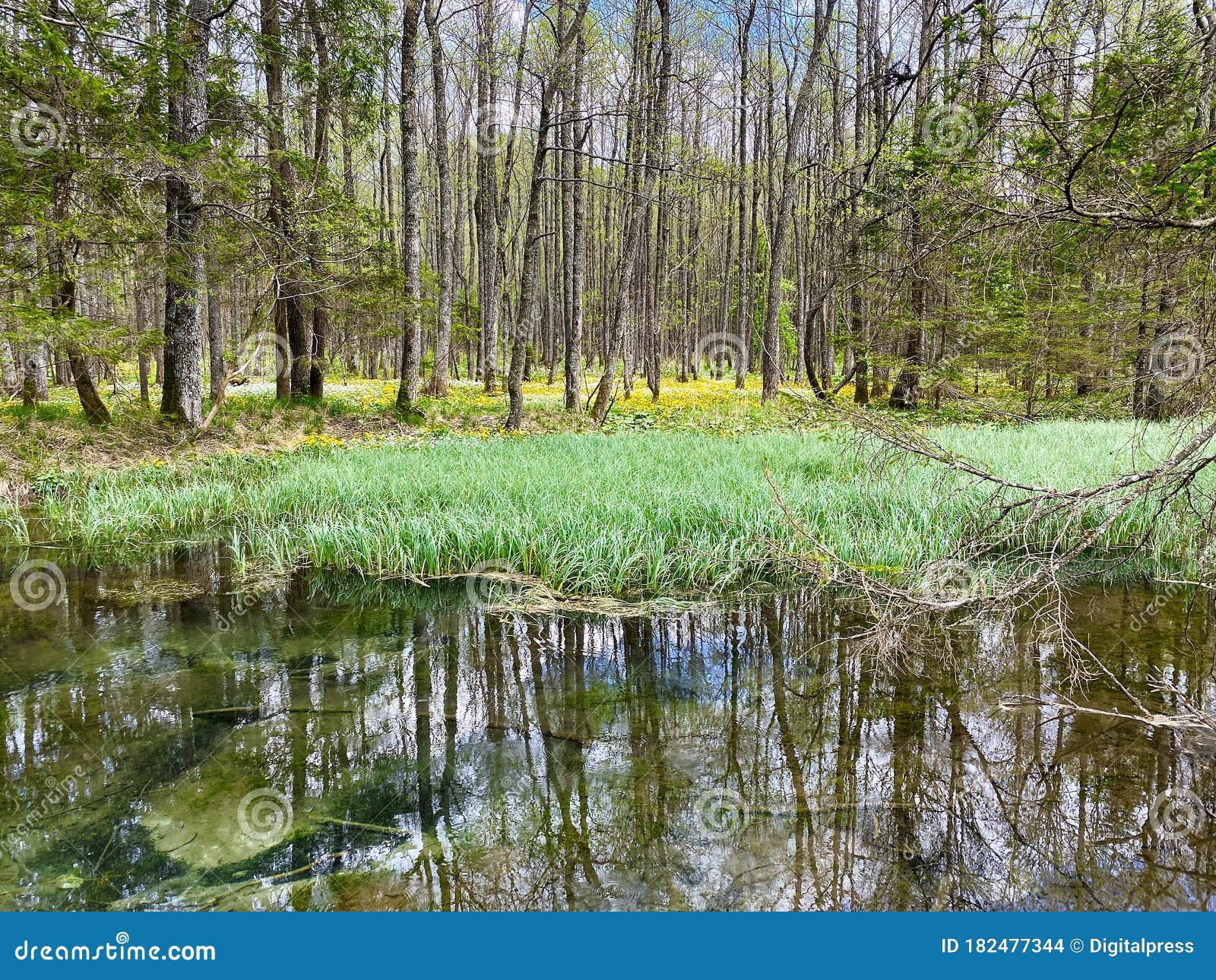 A Riparian Forest Or Riparian Woodland Wallpaper, Looking Onto A Wild ...