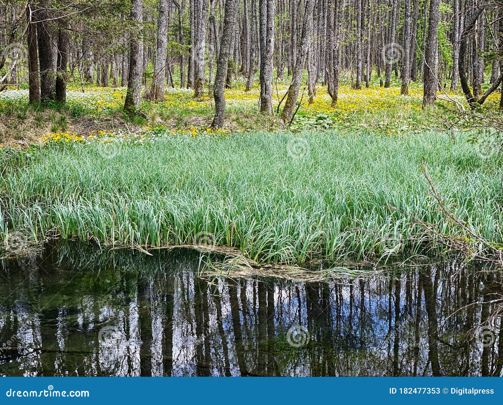 A Riparian Forest Or Riparian Woodland Wallpaper, Looking Onto A Wild ...