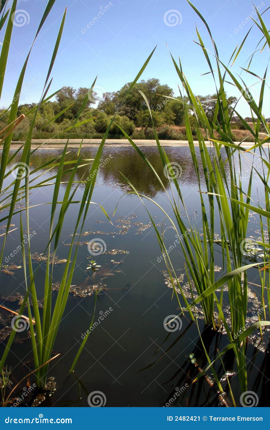 Riparian Pond Reflection stock image. Image of tail, bass - 2482421