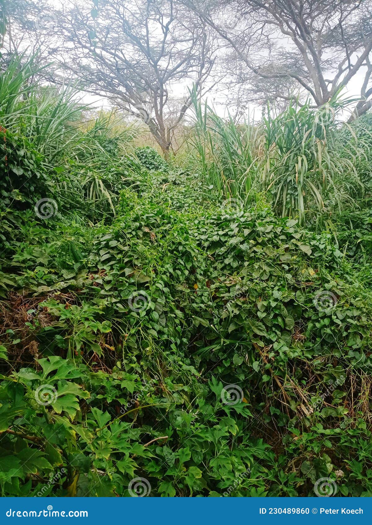 Riparian Vegetation and Trees in Machakos Kenya Stock Photo - Image of ...