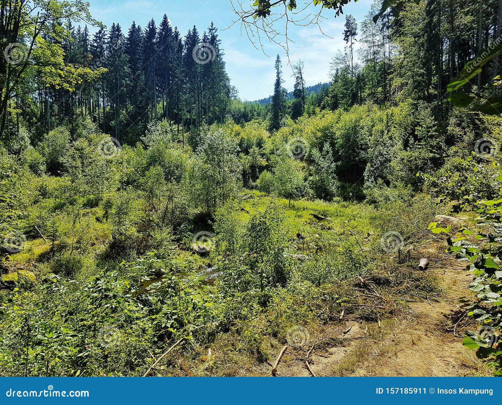 Riparian Zone Around Cerna River, Czechia Stock Image - Image of czech ...