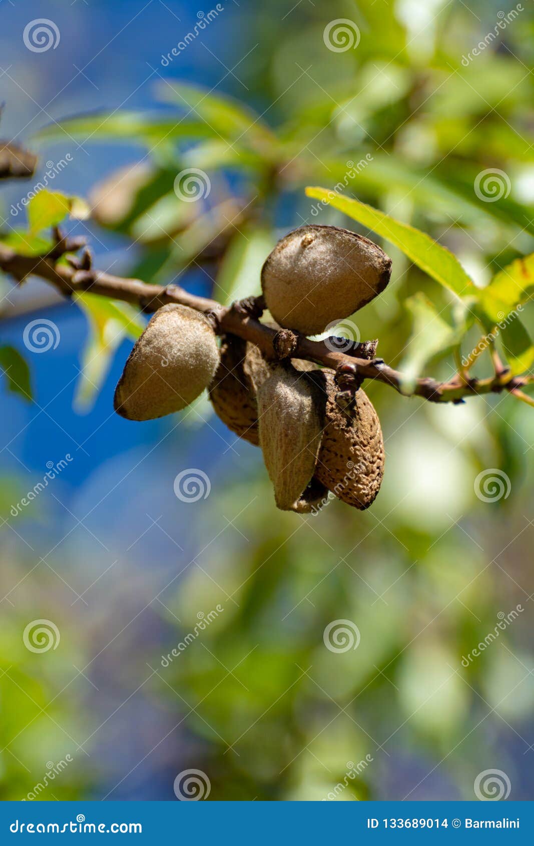 Ripe Almond Nuts in Shell Growing on Almond Tree Stock Photo - Image of ...