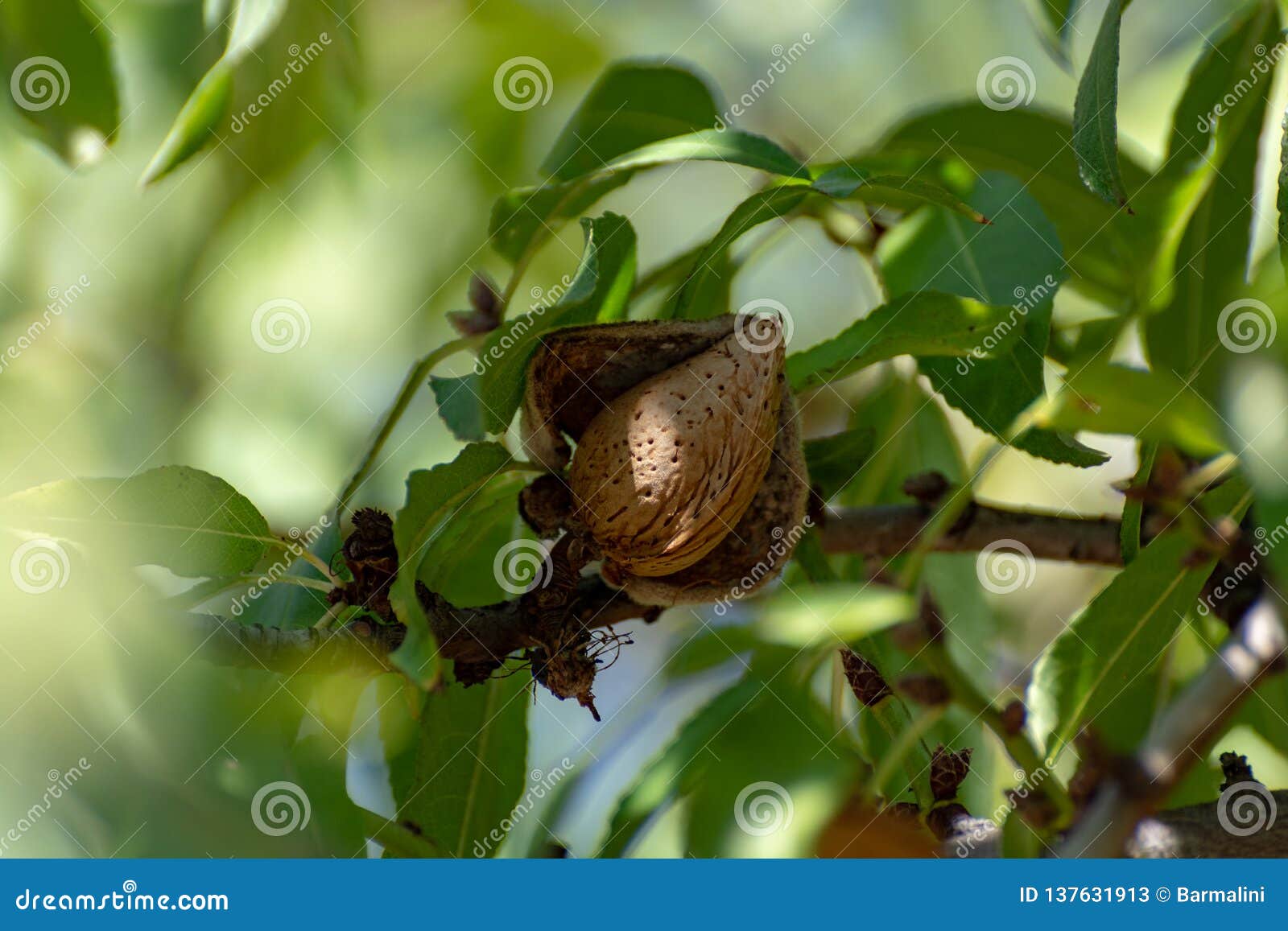 Ripe Almond Nuts in Shell Growing on Almond Tree Stock Image - Image of ...