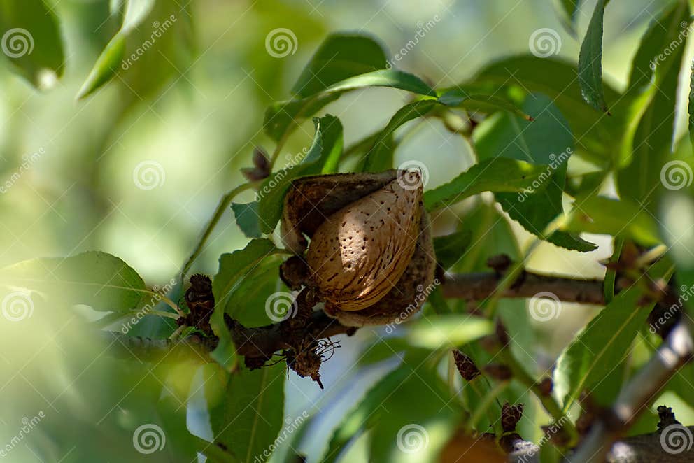 Ripe Almond Nuts in Shell Growing on Almond Tree Stock Image - Image of ...