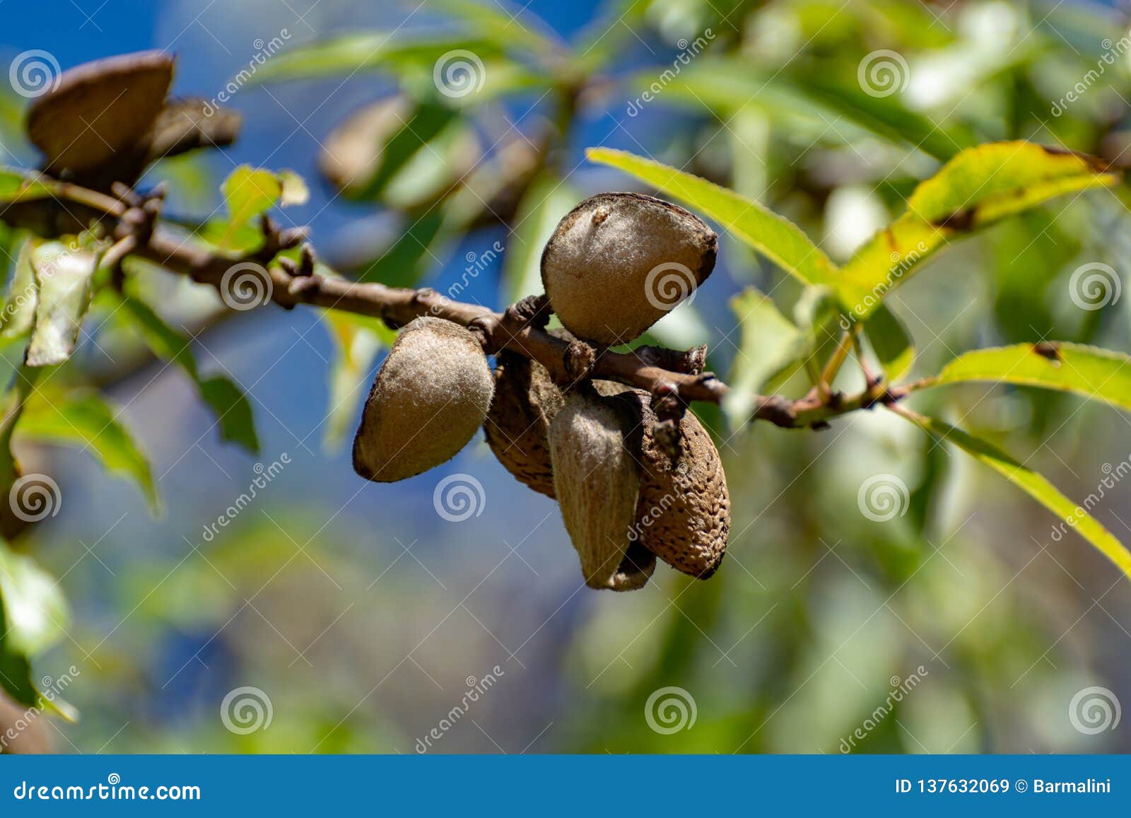 Ripe Almond Nuts in Shell Growing on Almond Tree Stock Image - Image of ...