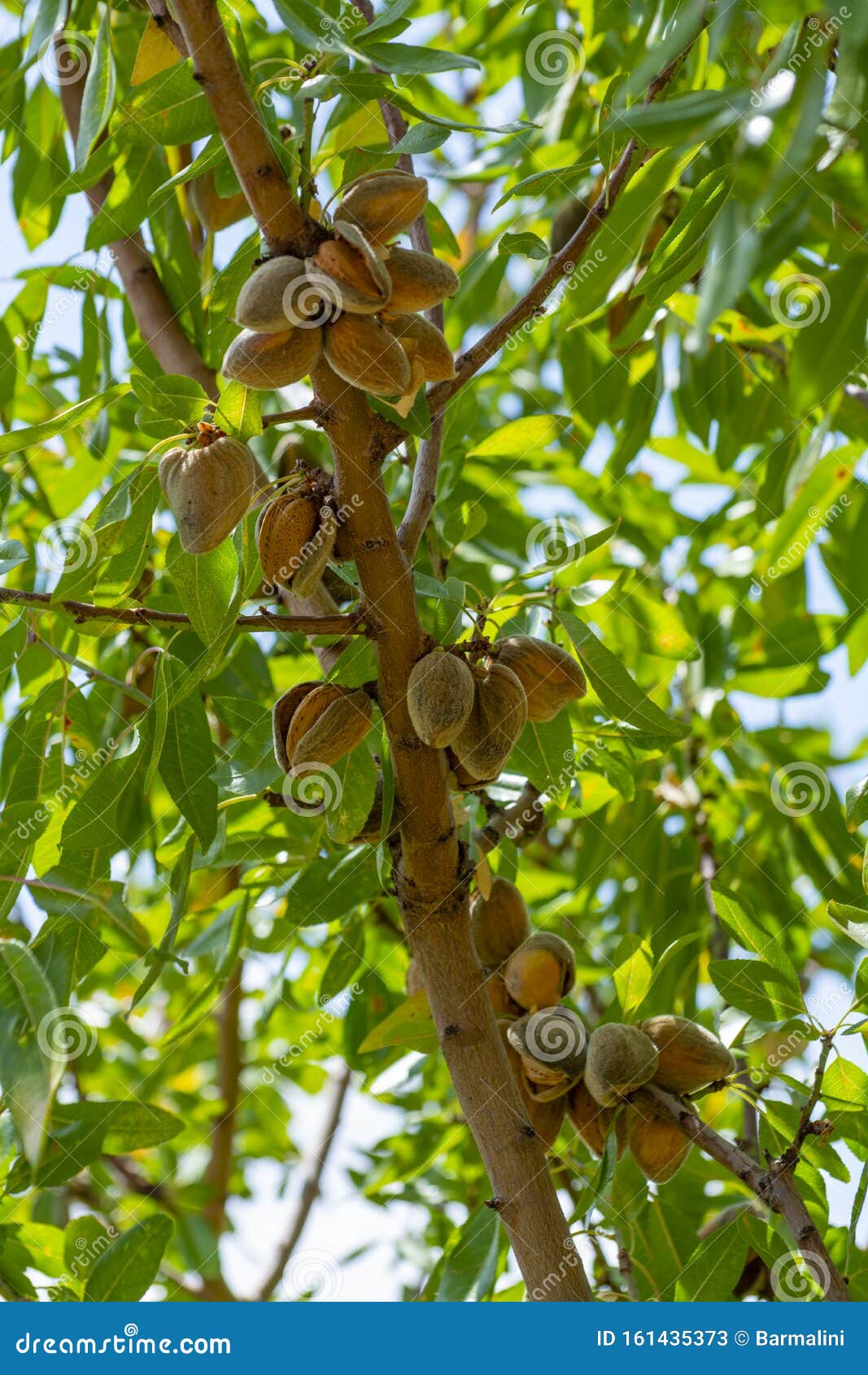 Ripe Almond Nuts on Tree Ready for Harvest Stock Image - Image of ...