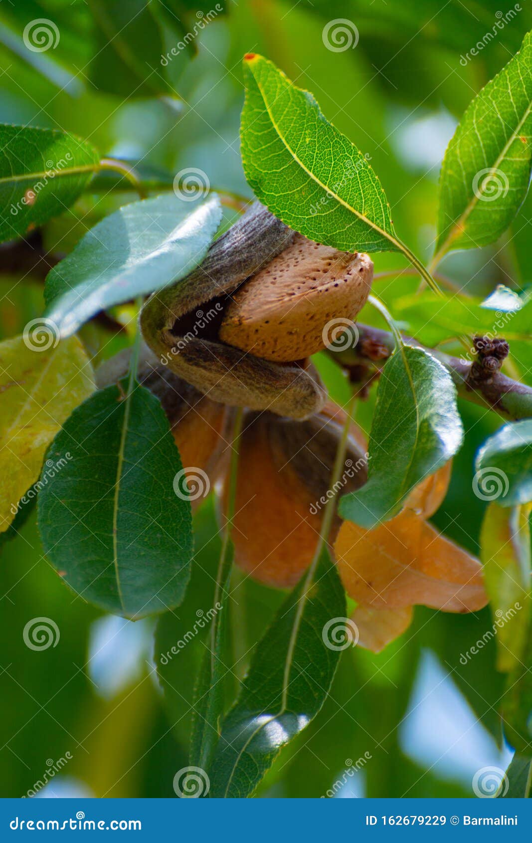Ripe Almond Nuts on Tree Ready for Harvest Stock Image - Image of ...