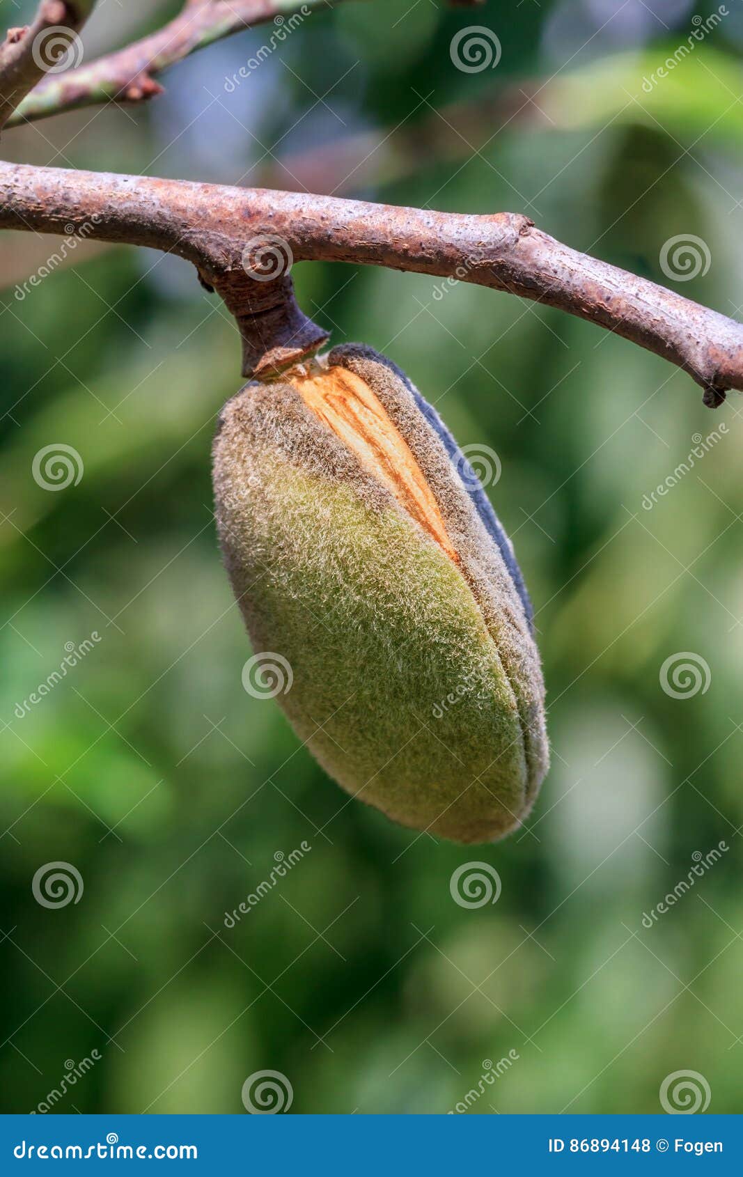 Ripe almonds closeup stock photo. Image of freshness - 86894148