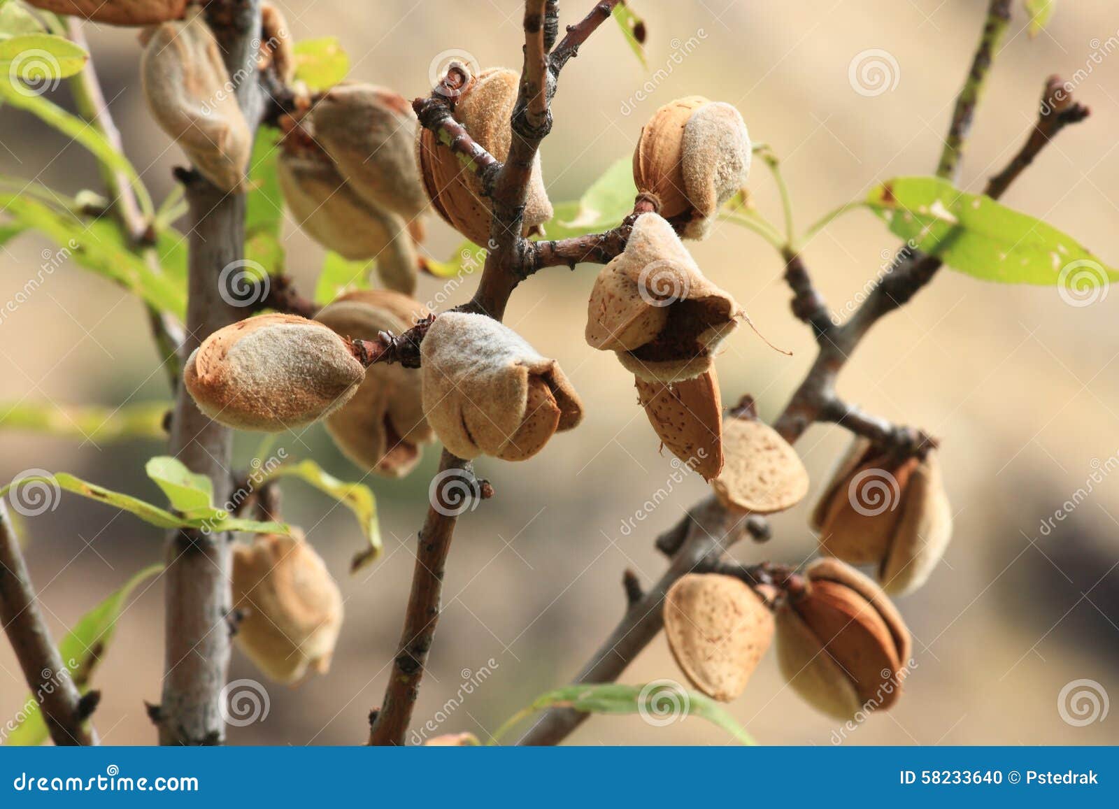 Ripe Almonds Growing on Tree Stock Photo - Image of nutritious, closeup ...