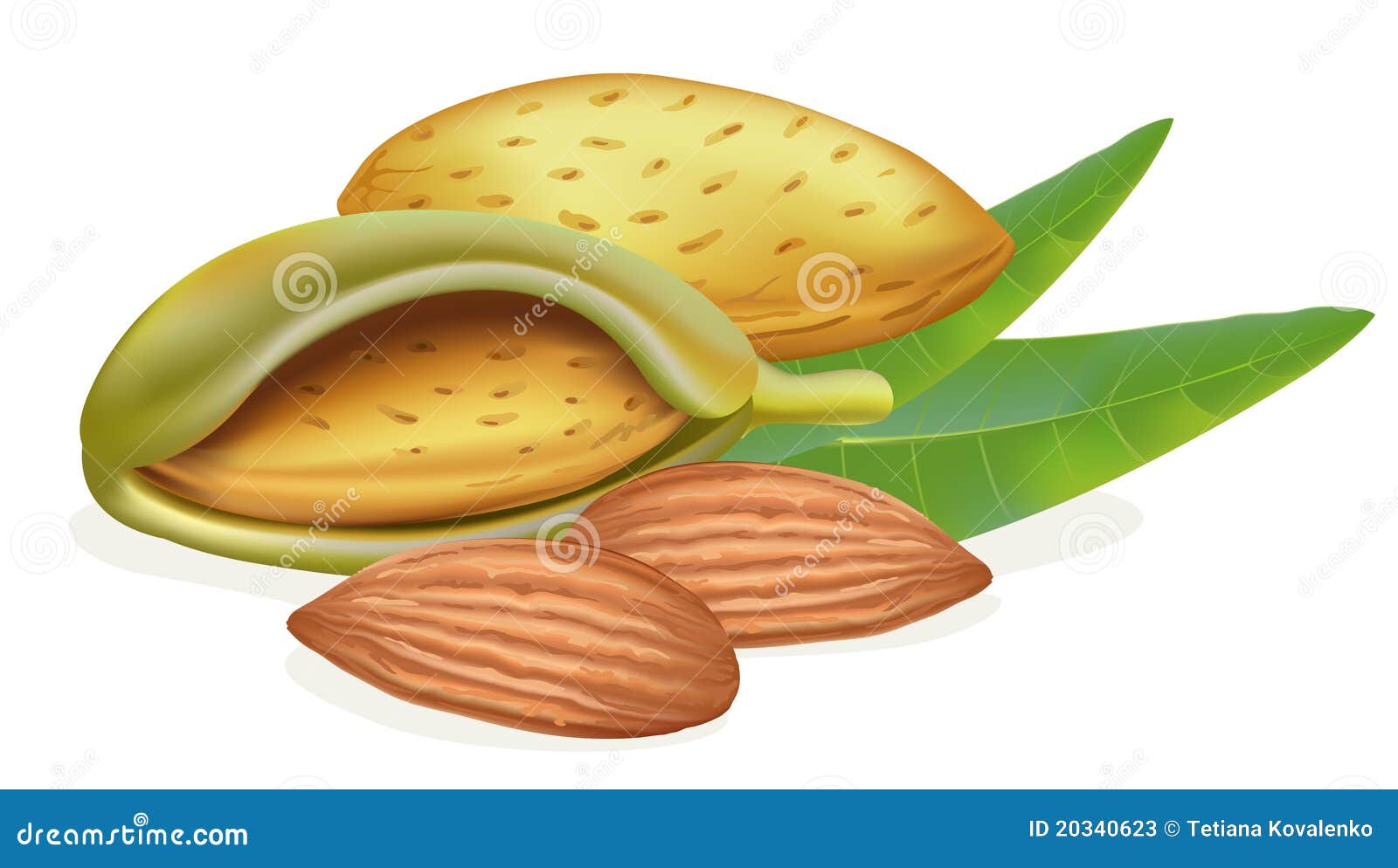 Ripe almonds with leaves stock vector. Illustration of kernel - 20340623