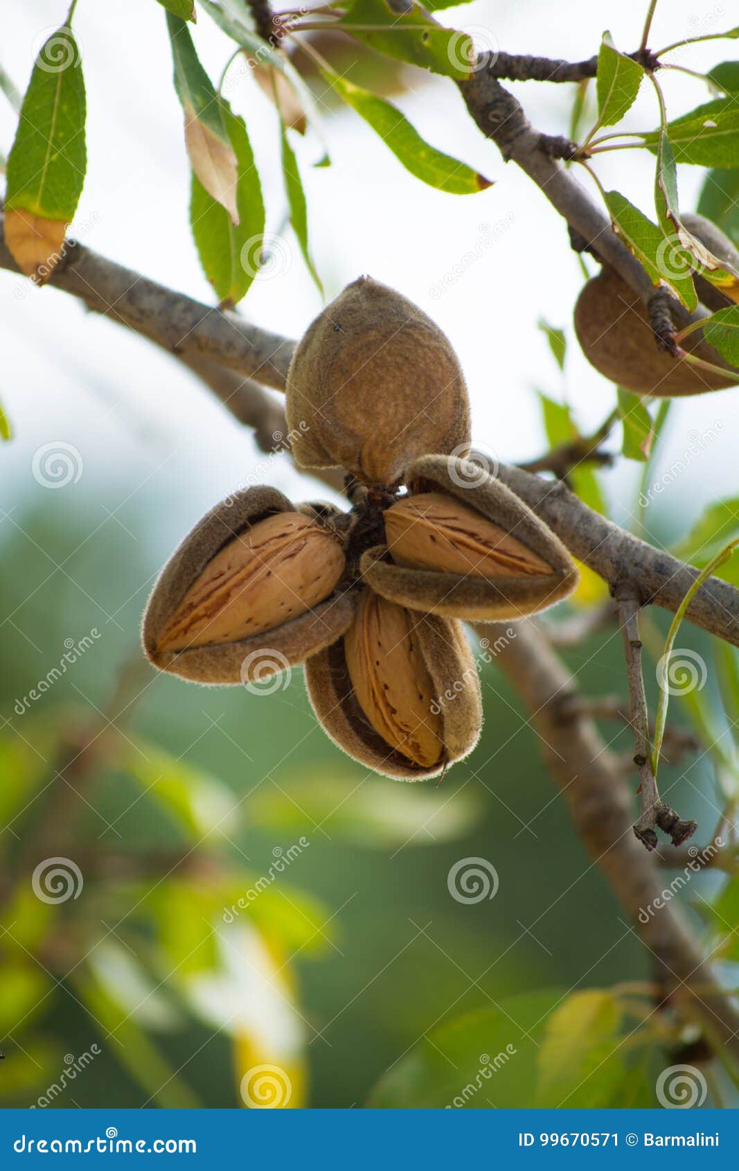 Ripe Almonds Nuts on the Tree Stock Image - Image of summer, nature ...